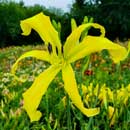 2020 James Gossard , Heavenly Gardens daylily introductions