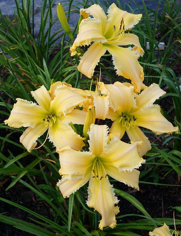 Rare Daylilies