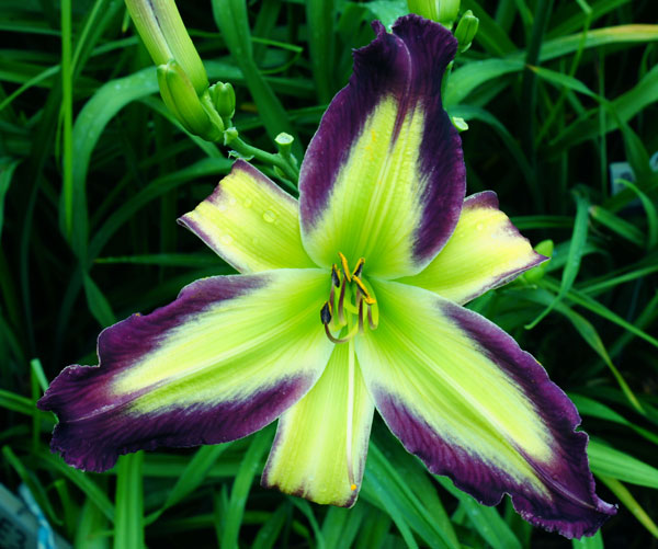 Heavenly Gardens