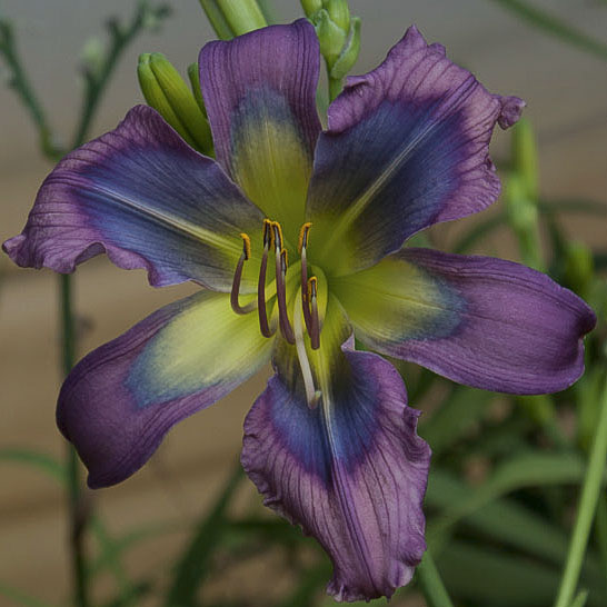 Heavenly Gardens