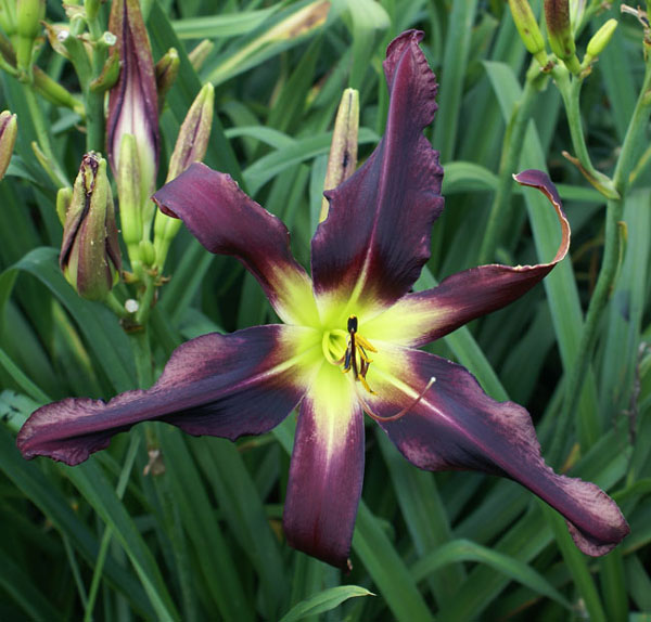 Heavenly Gardens