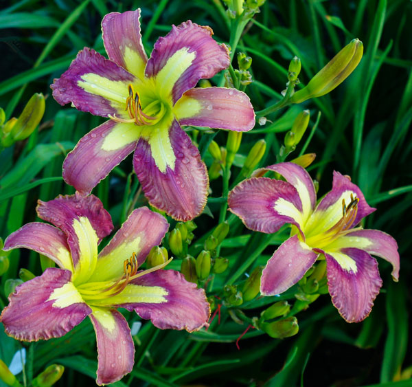 Heavenly Gardens