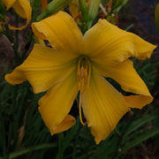 2023 James Gossard , Heavenly Gardens daylily introductions