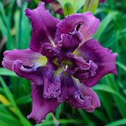 2023 James Gossard , Heavenly Gardens daylily introductions