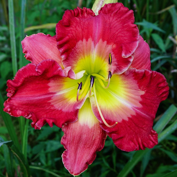 Heavenly Queen of Sheba