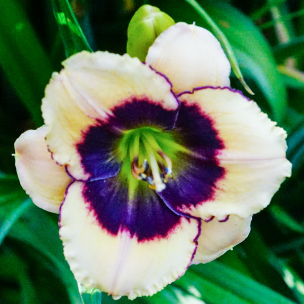 Heavenly Gardens