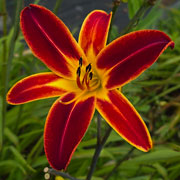 2025 James Gossard , Heavenly Gardens daylily introductions