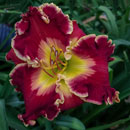 2021 James Gossard , Heavenly Gardens daylily introductions