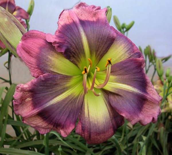 Heavenly Gardens