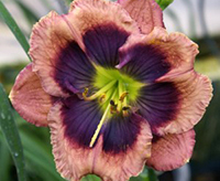 Heavenly Gardens