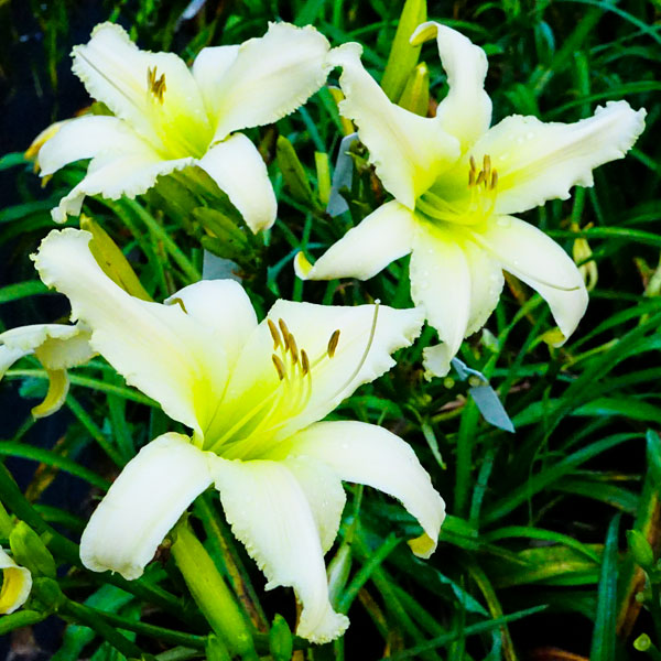 Snowflakes and Cashmere