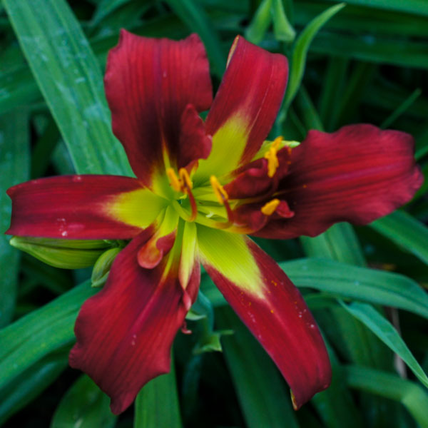 Two Headed Firedragon