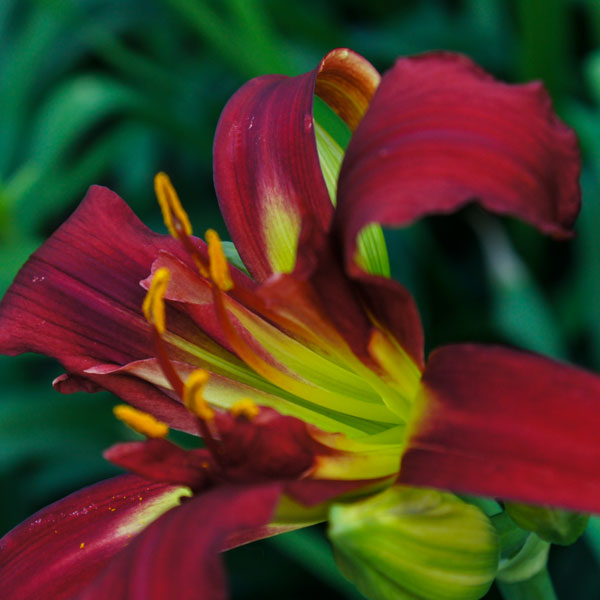 Two Headed Firedragon